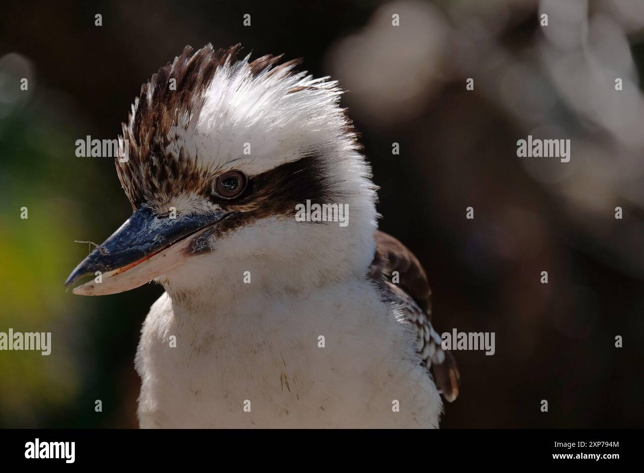 Beakbrown hi-res stock photography and images - Alamy