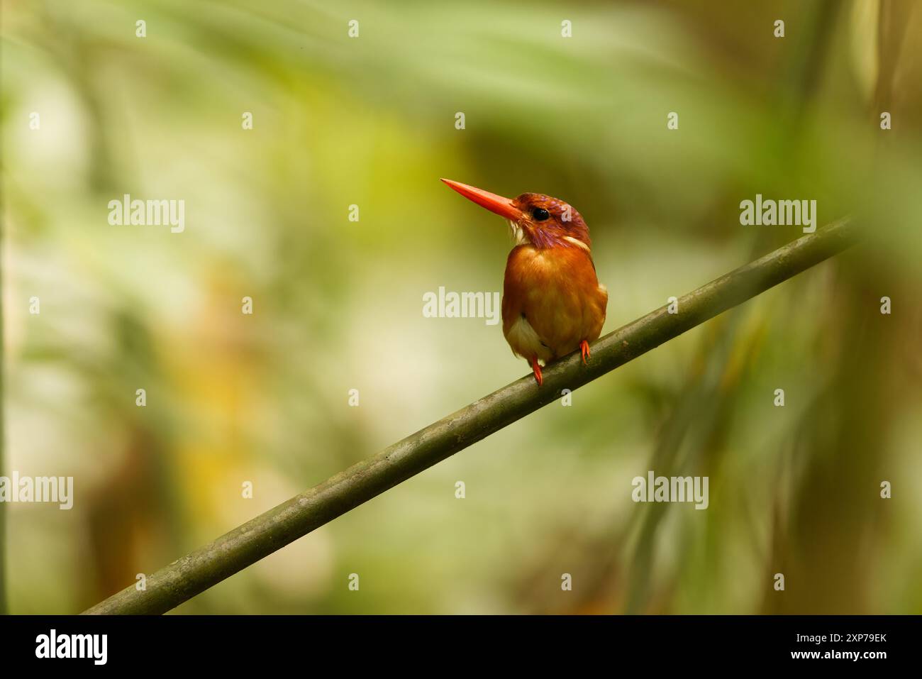 Sulawesi dwarf kingfisher hi-res stock photography and images - Alamy