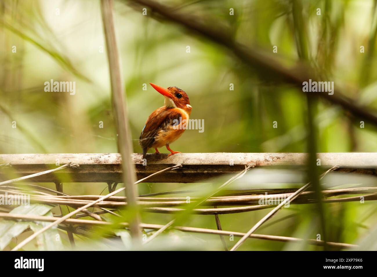 The Sulawesi dwarf kingfisher (Ceyx fallax) is a species of bird in the ...