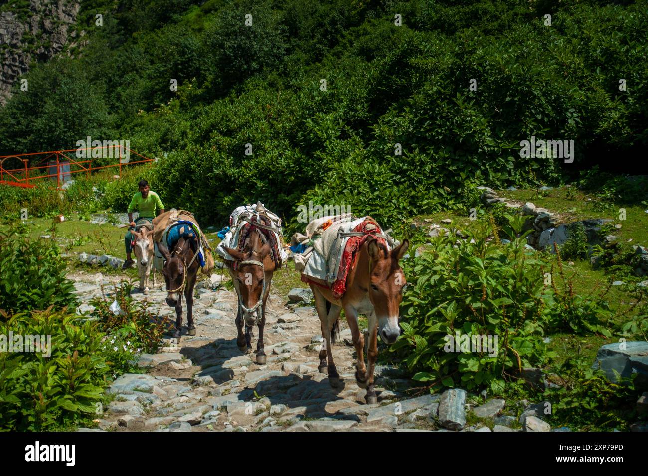July25th2024, Himachal Pradesh, India. Local man with mules trekking ...