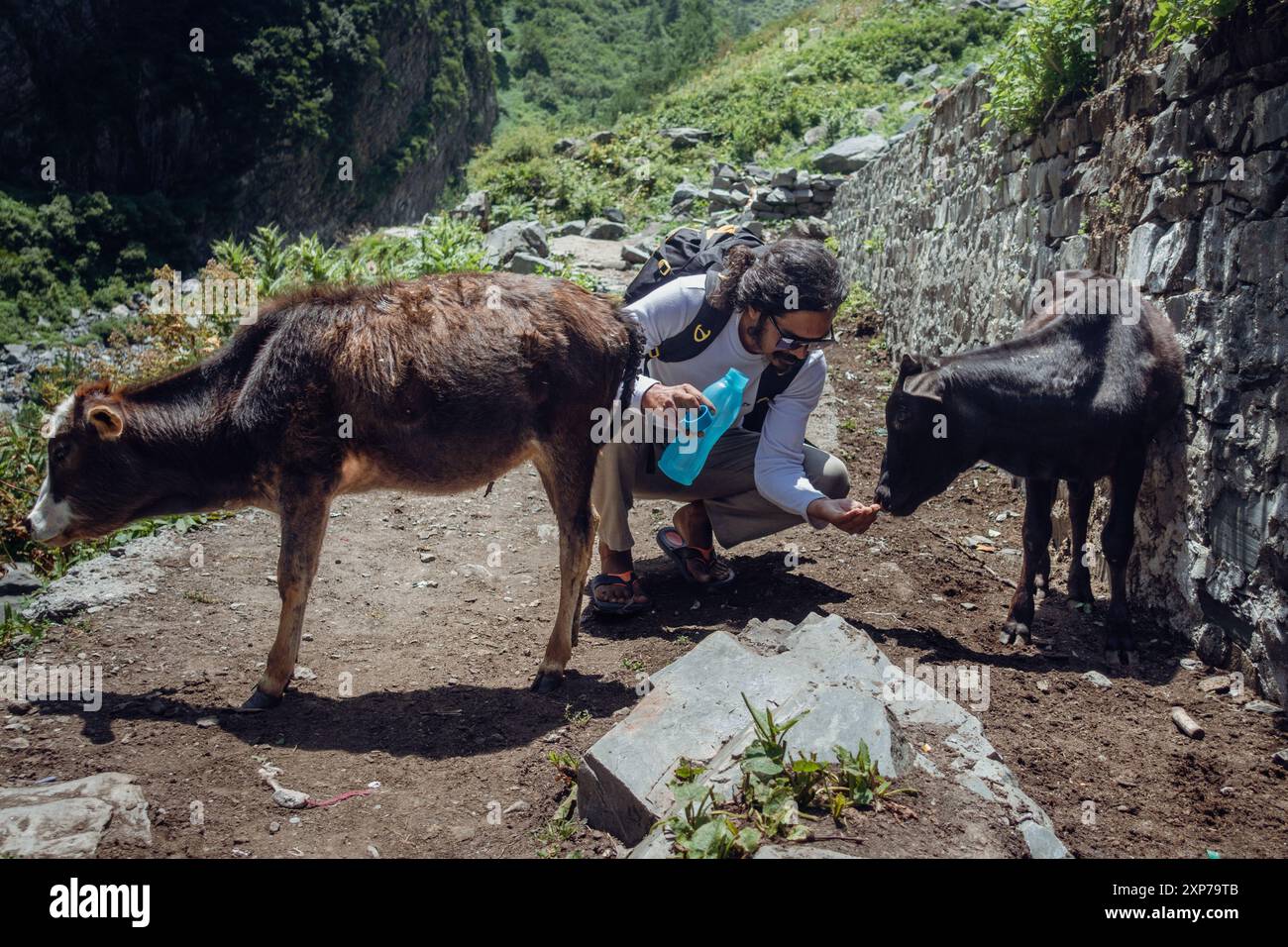 July25th2024, Himachal Pradesh, India. Man providing water from his bottle to local cows during ...