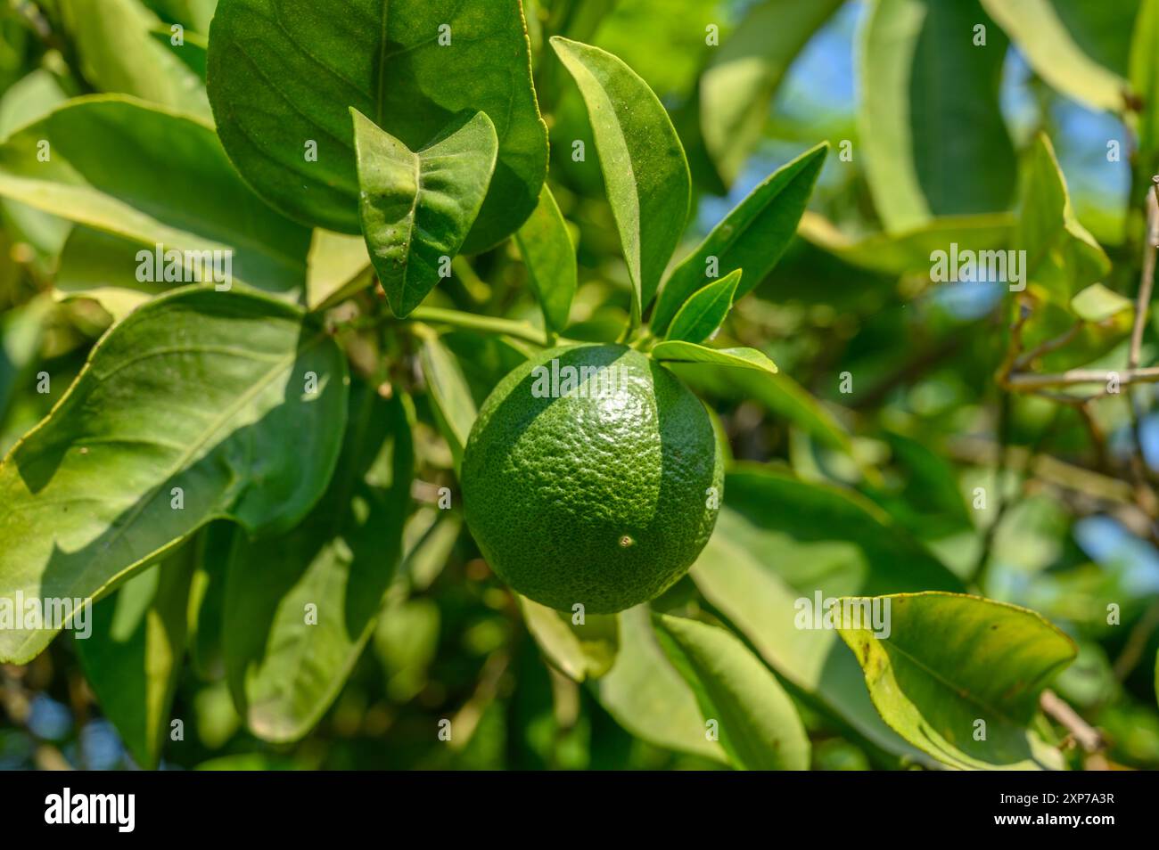 Green oranges ripen on a branch. Fresh fruit concept Stock Photo - Alamy