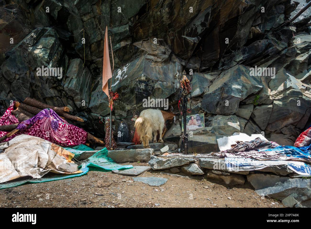 July25th2024, Himachal Pradesh, India. A Himalayan goat exploring under ...