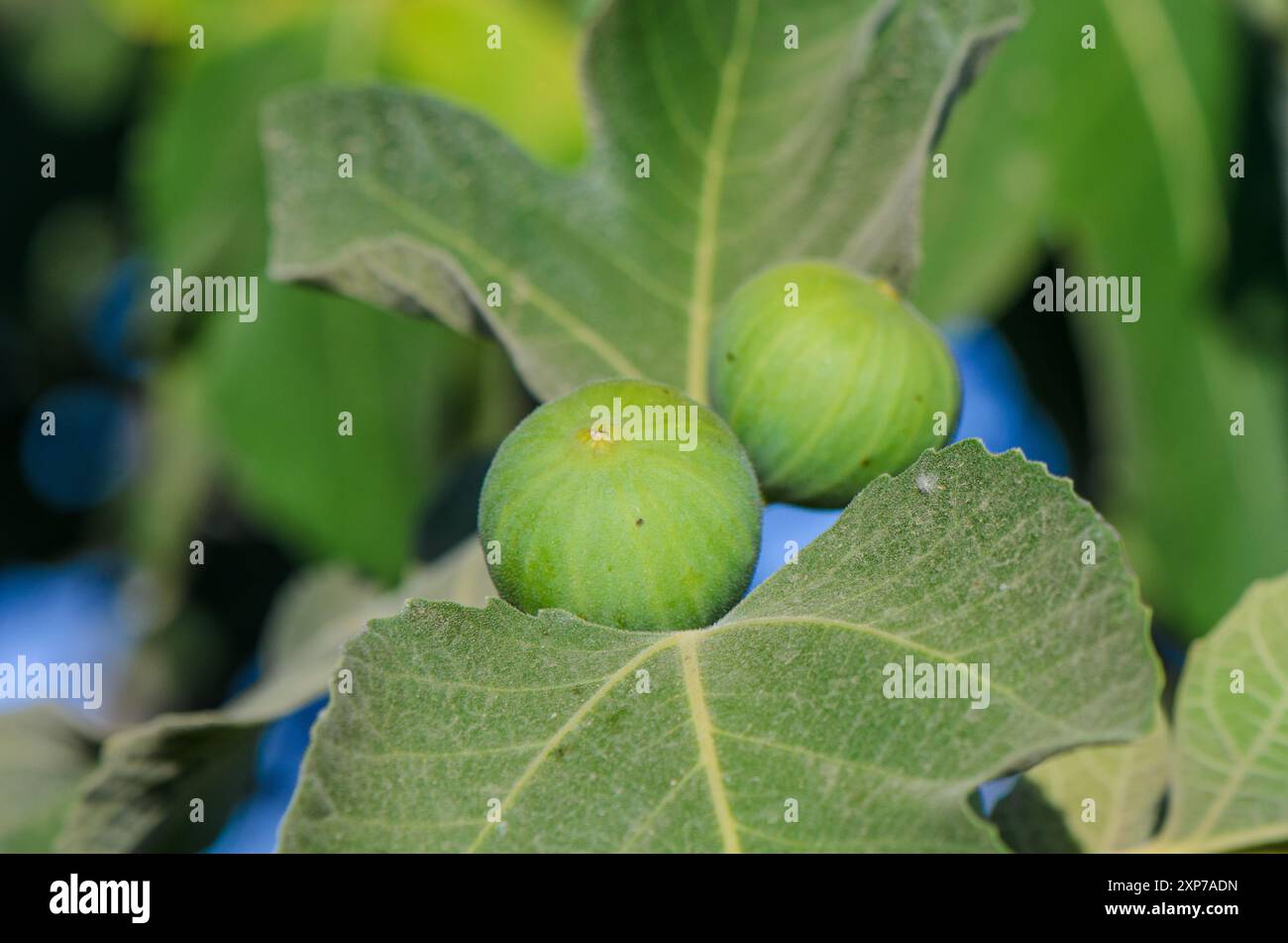 Green raw figs on the branch of a fig tree Stock Photo - Alamy