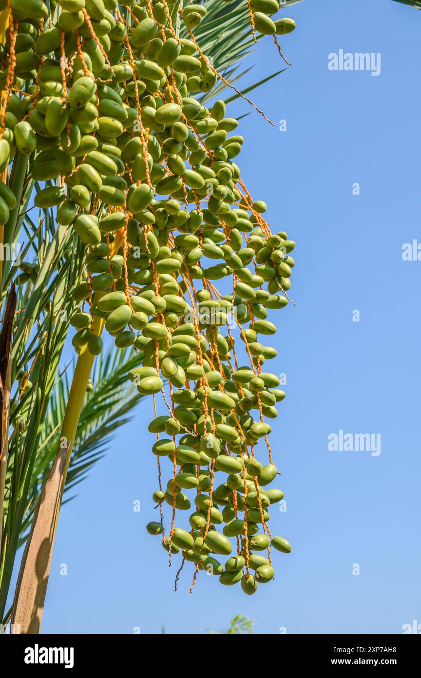 A big cluster of date fruits hanging on the date palm tree Phoenix ...