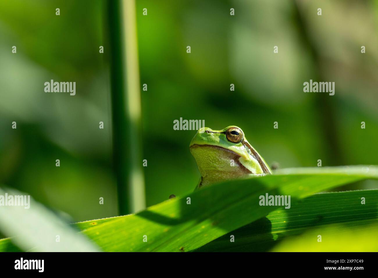 tree frog sitting on a folded leaf Stock Photo - Alamy