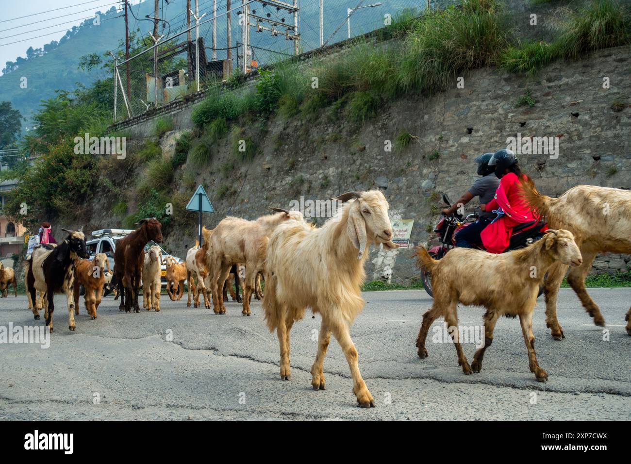 July25th2024, Himachal Pradesh, India. ountain goats and sheep walking ...
