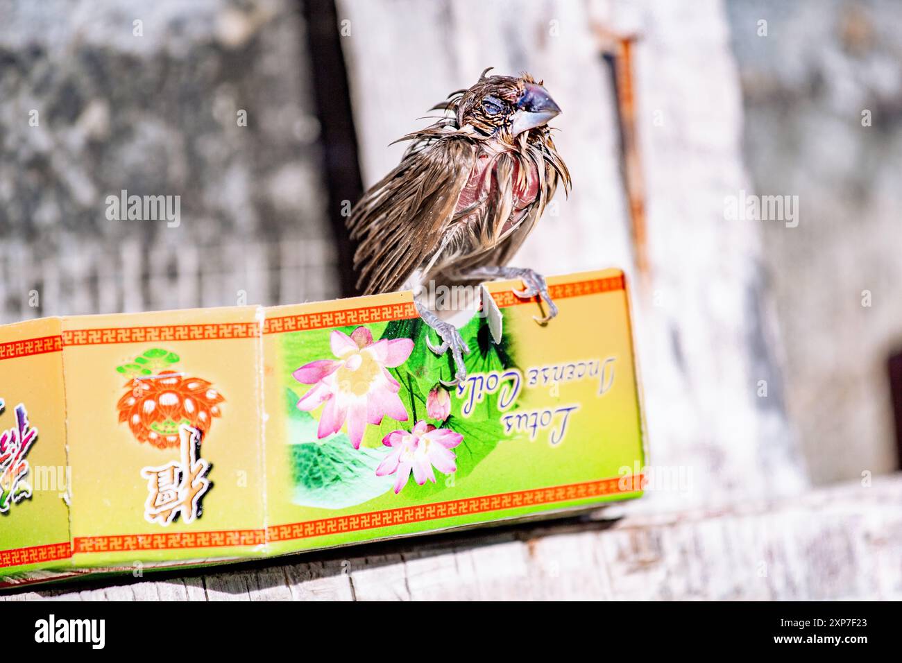 Birds dries out in the sunlight, Captive Birds For Fang Shen Tradition ...