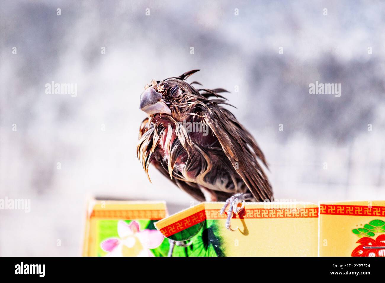 Birds dries out in the sunlight, Captive Birds For Fang Shen Tradition ...
