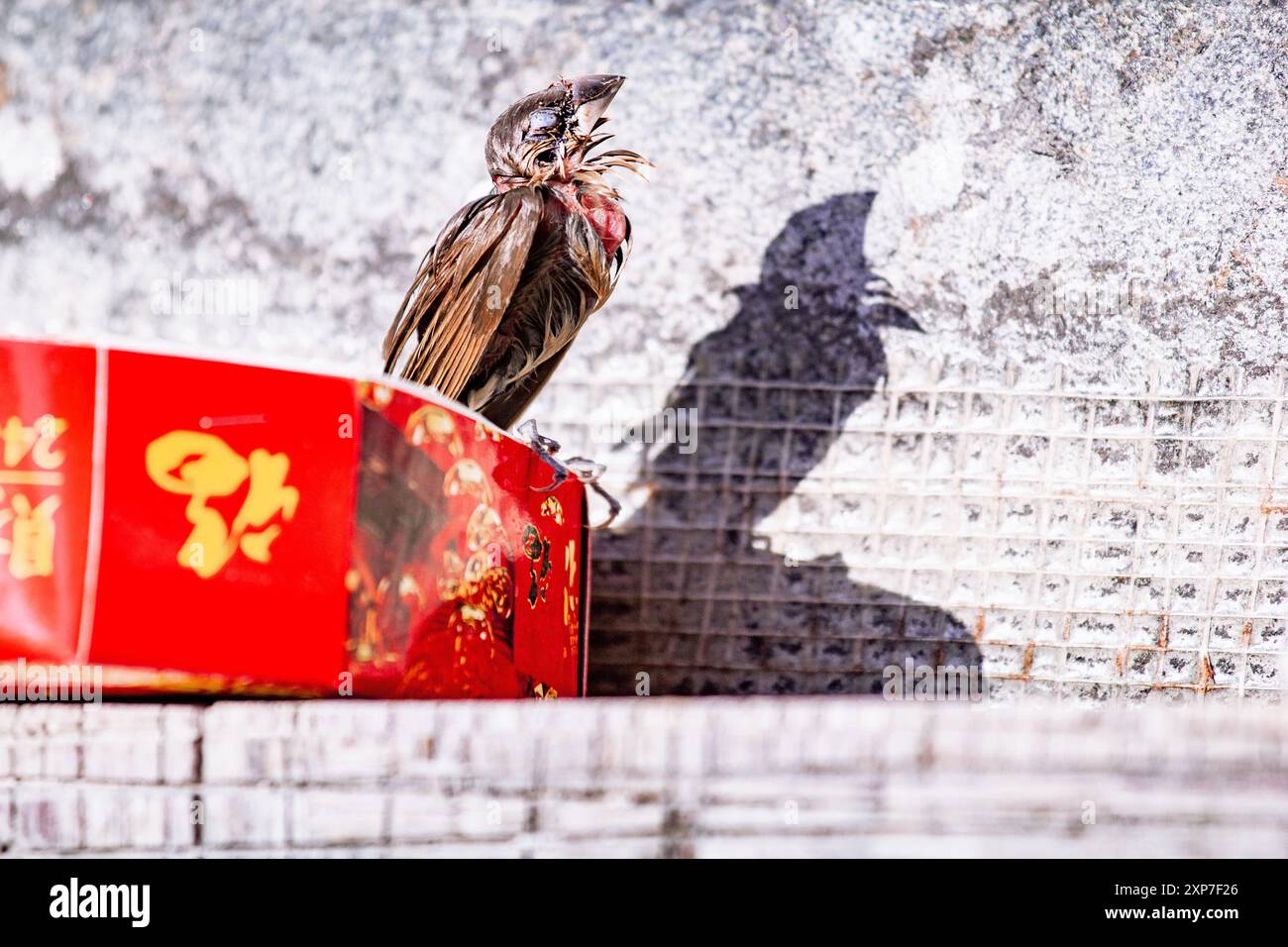 Birds dries out in the sunlight, Captive Birds For Fang Shen Tradition ...