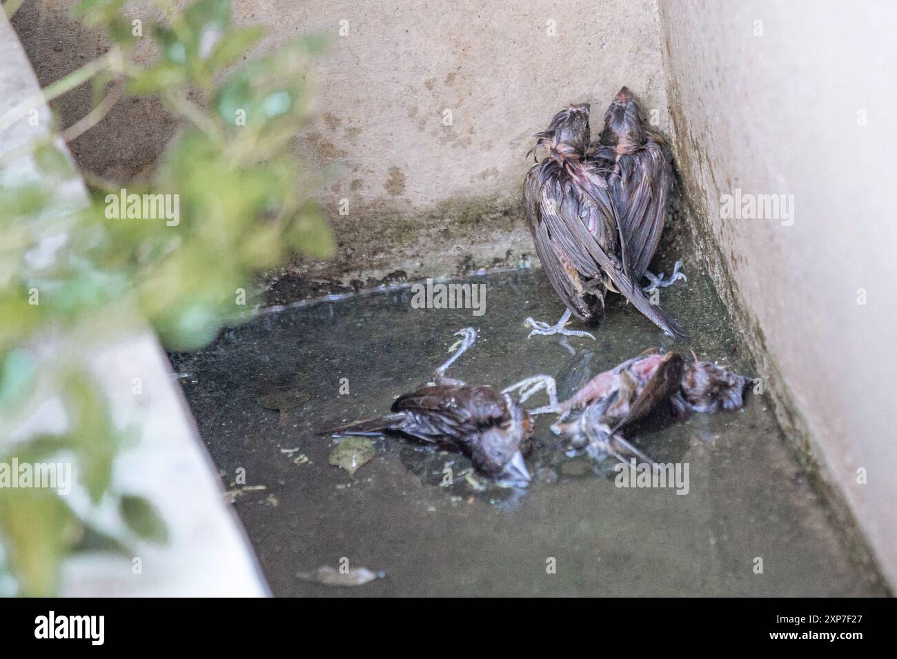 Birds lie on the ground, Captive Birds For Fang Shen Tradition at ...