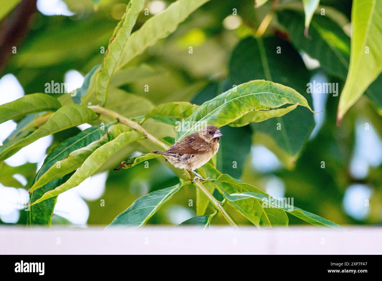 Captive Birds For Fang Shen Tradition at Jakarta, Indonesia Stock Photo ...
