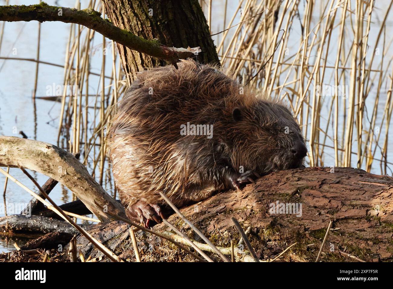 Elbbiber, Europäische Biber, Castor fiber albicus, European beaver ...