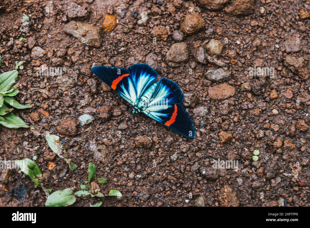 A colorful moth Milionia Fulgida, Melrimba, Puncak, Indonesia, South ...
