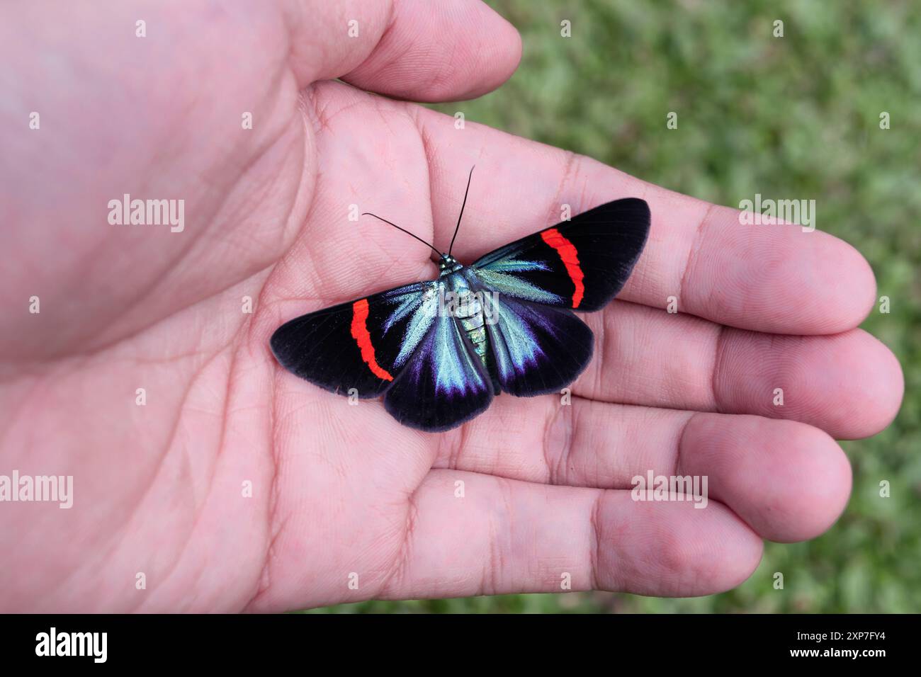A colorful moth Milionia Fulgida, Melrimba, Puncak, Indonesia, South ...