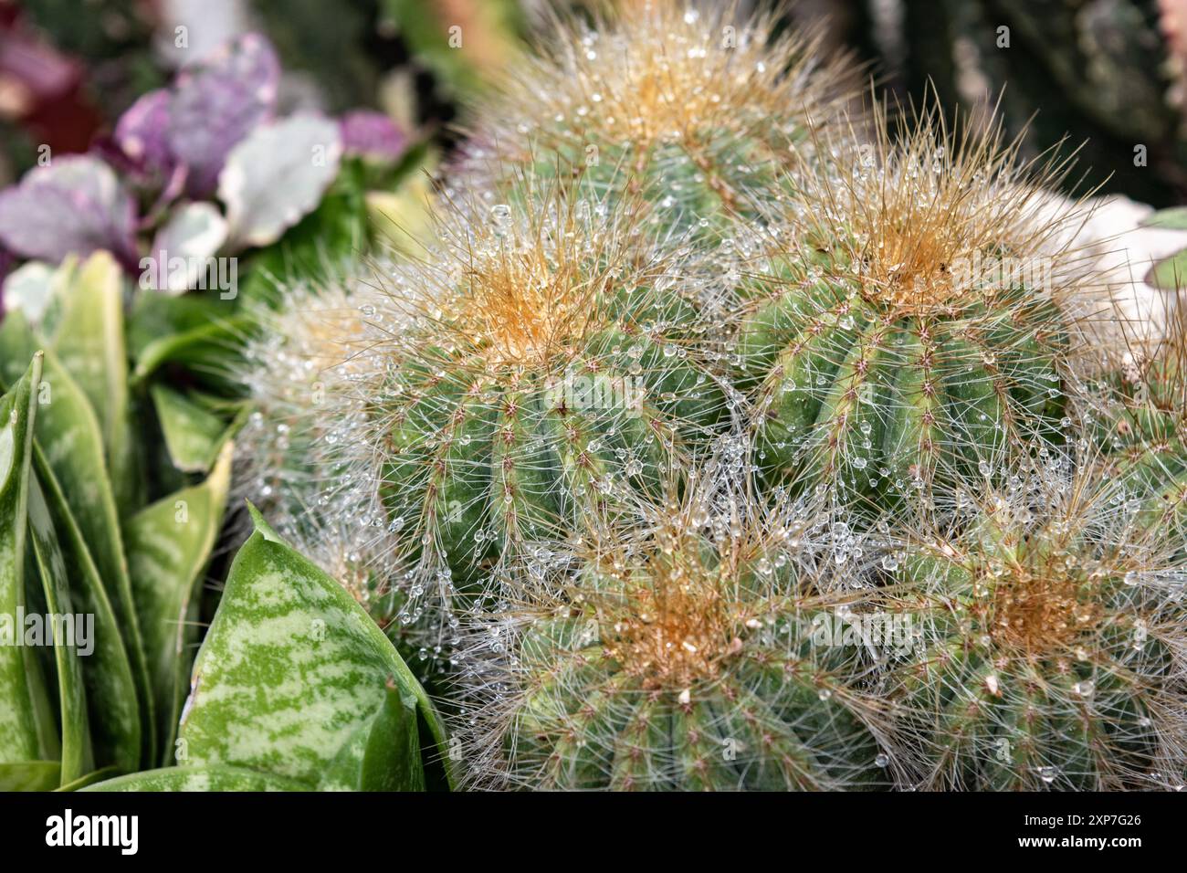 Cactus, A morning at Melrimba Garden, Puncak, Indonesia, South East ...