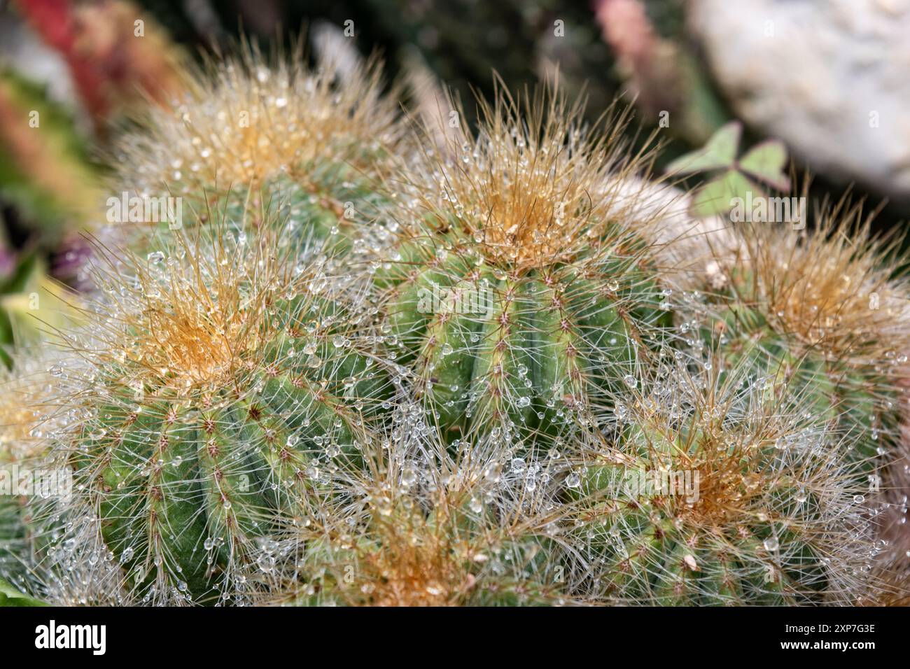 Cactus, A morning at Melrimba Garden, Puncak, Indonesia, South East ...