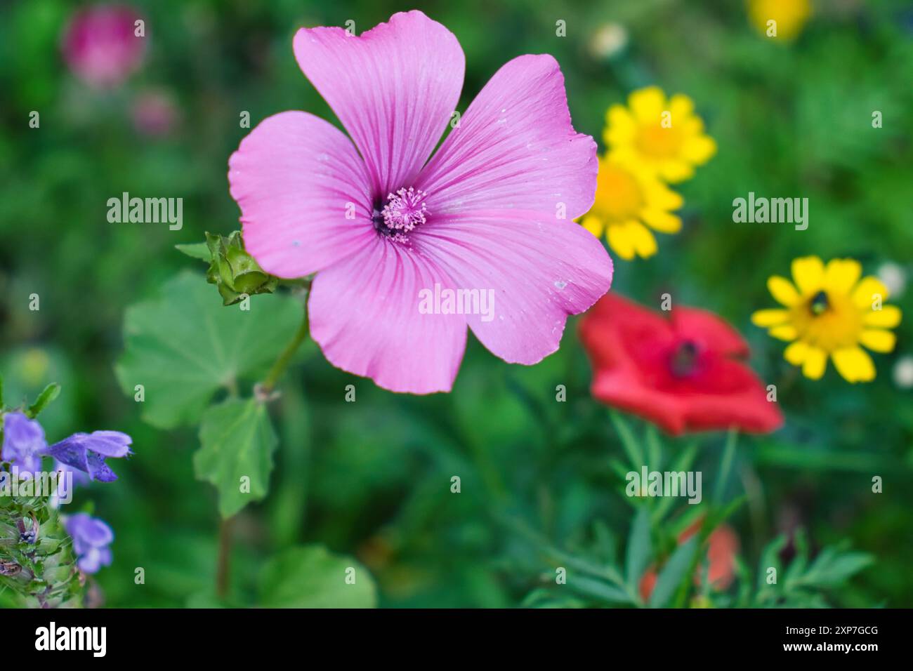 Wildflower meadow adventure: magical pink blossoms in a colorful sea of ...