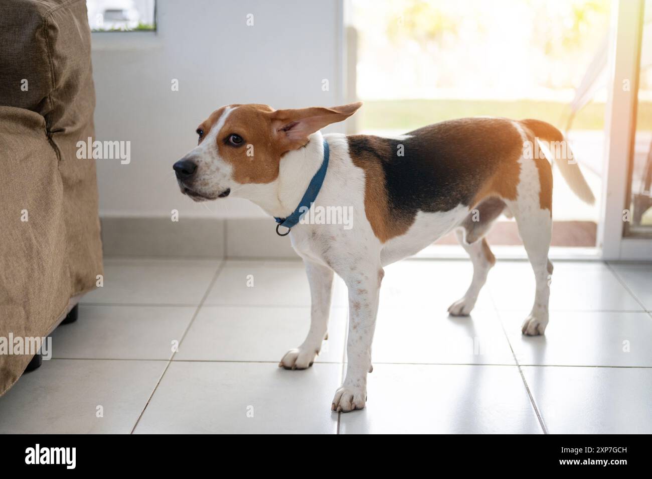 Moving house with a dog hi-res stock photography and images - Alamy