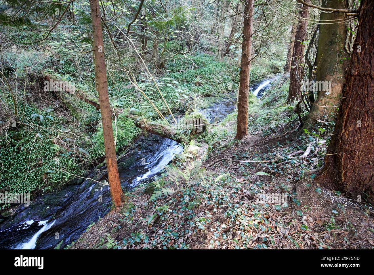 small stream flowing through glenarm forest county antrim, northern ...
