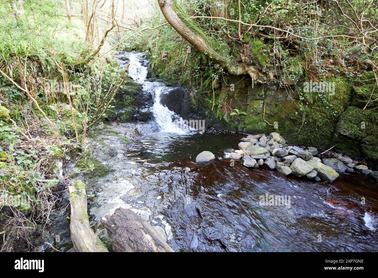 Small stream through forest hi-res stock photography and images - Alamy