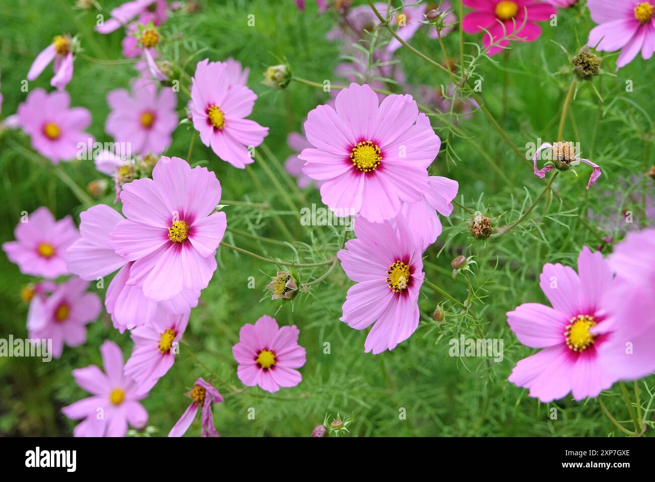 Pale pink cosmos hi-res stock photography and images - Alamy