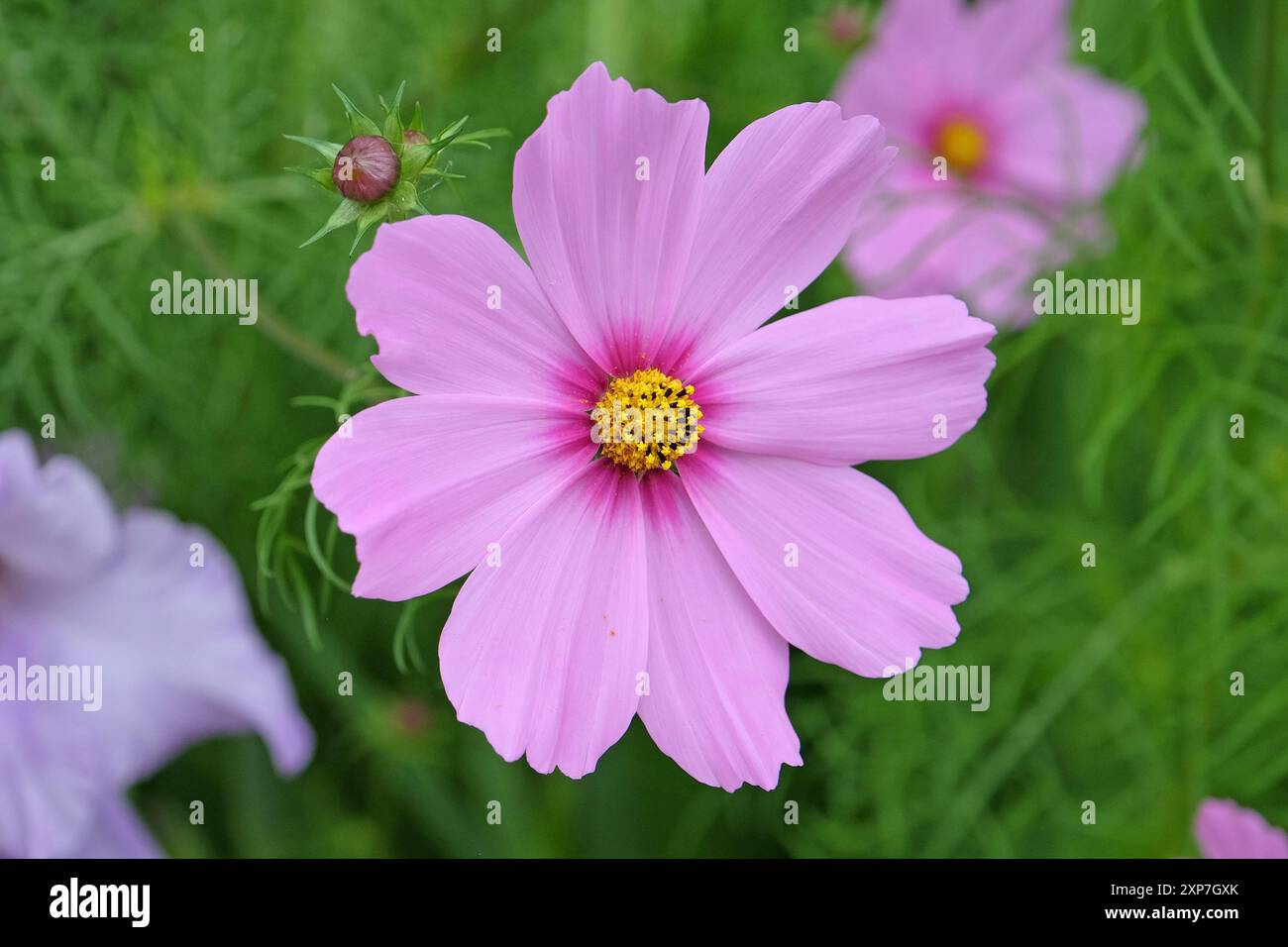 Pale pink cosmos hi-res stock photography and images - Alamy