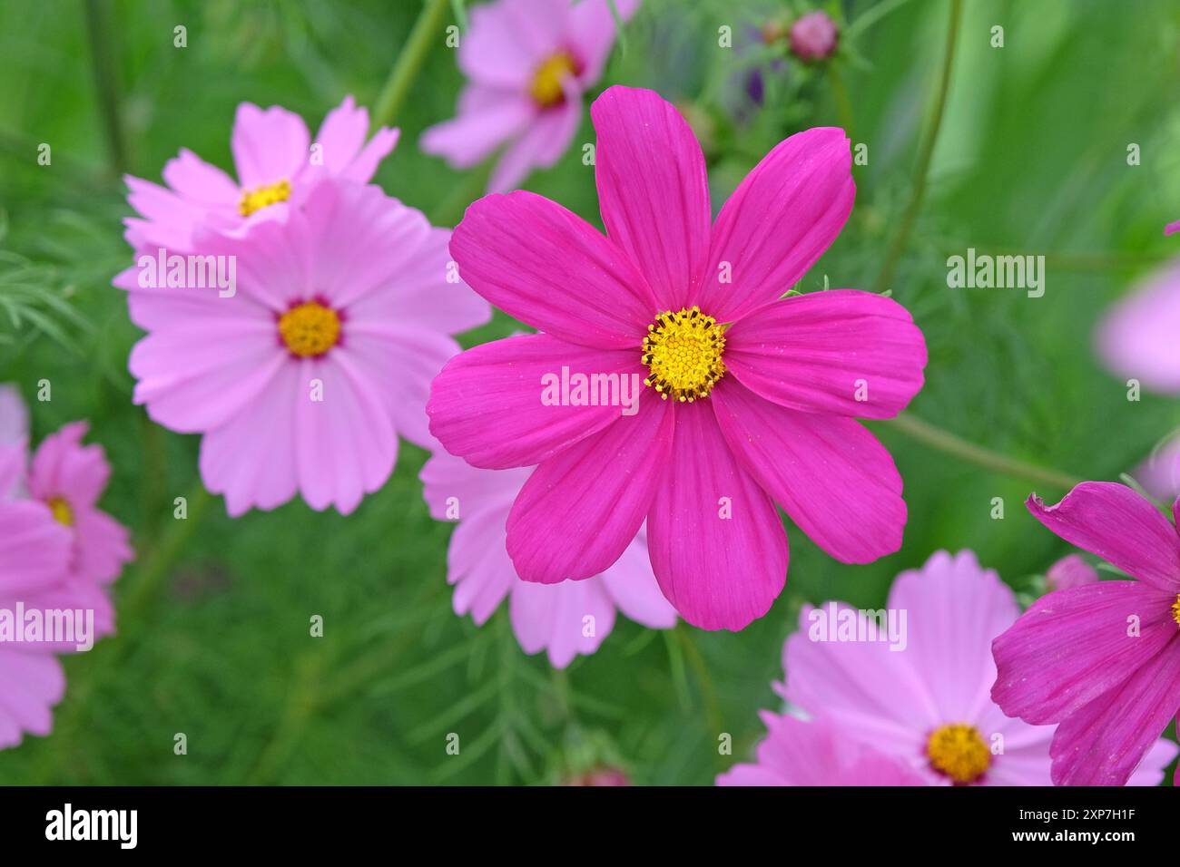 Pale pink cosmos hi-res stock photography and images - Alamy