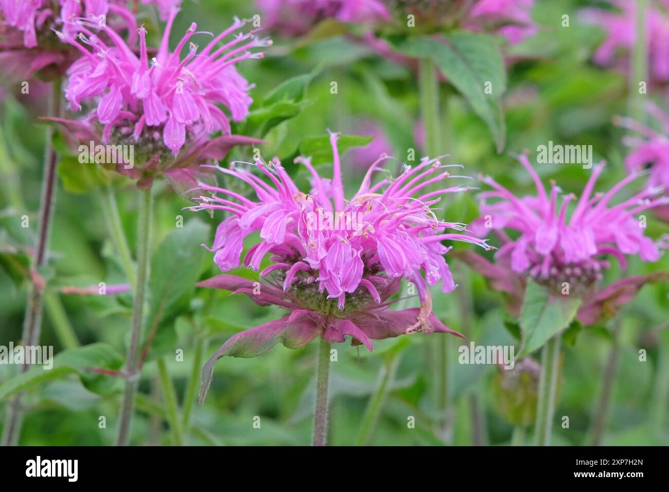Purple monarda hi-res stock photography and images - Alamy
