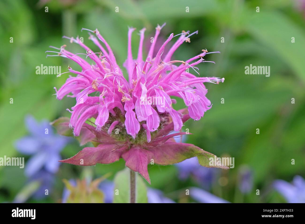 Purple Monarda, also known as bergamot, bee balm, horsemint ‘Violet ...