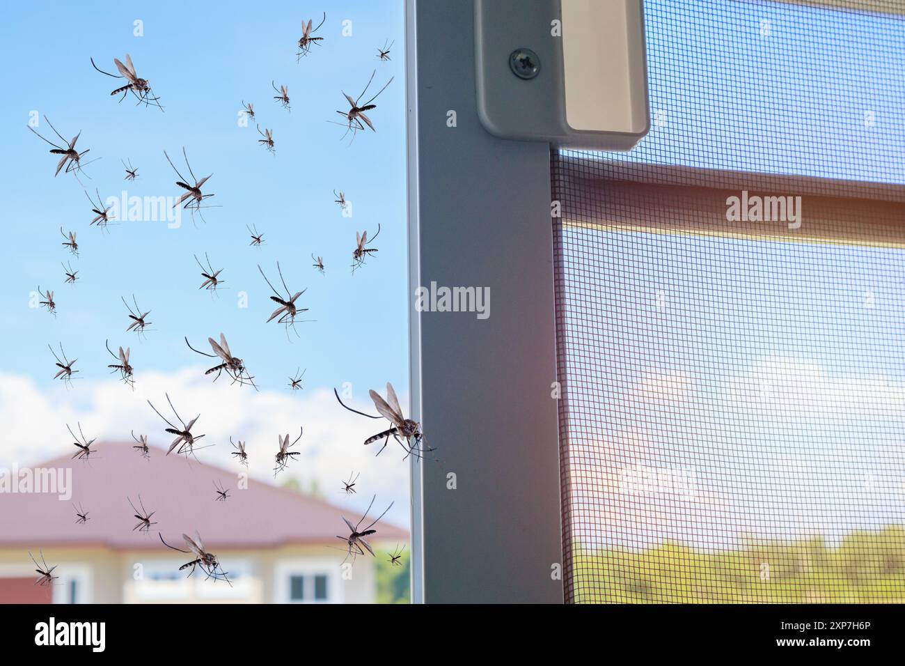 Many mosquitoes flying in to the house while insect net was opened ...