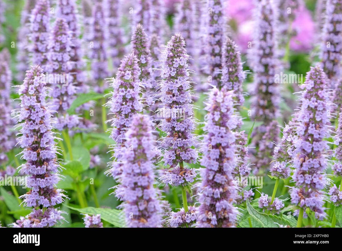 Pale purple Mexican giant hyssop Agastache ‘Blue Fortune’ in flower ...