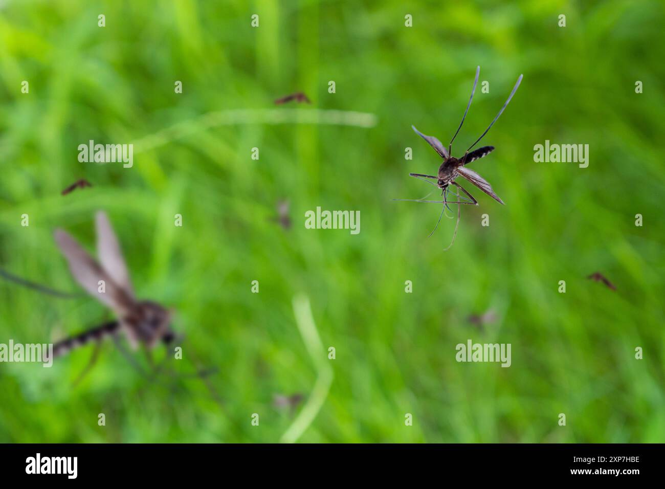 Many mosquitoes in green grass field Stock Photo - Alamy