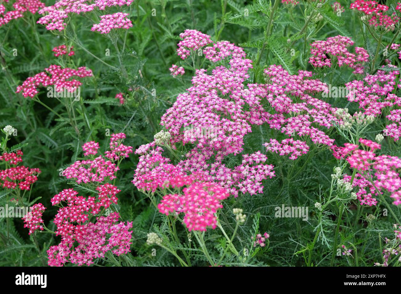 Greek yarrow hi-res stock photography and images - Alamy