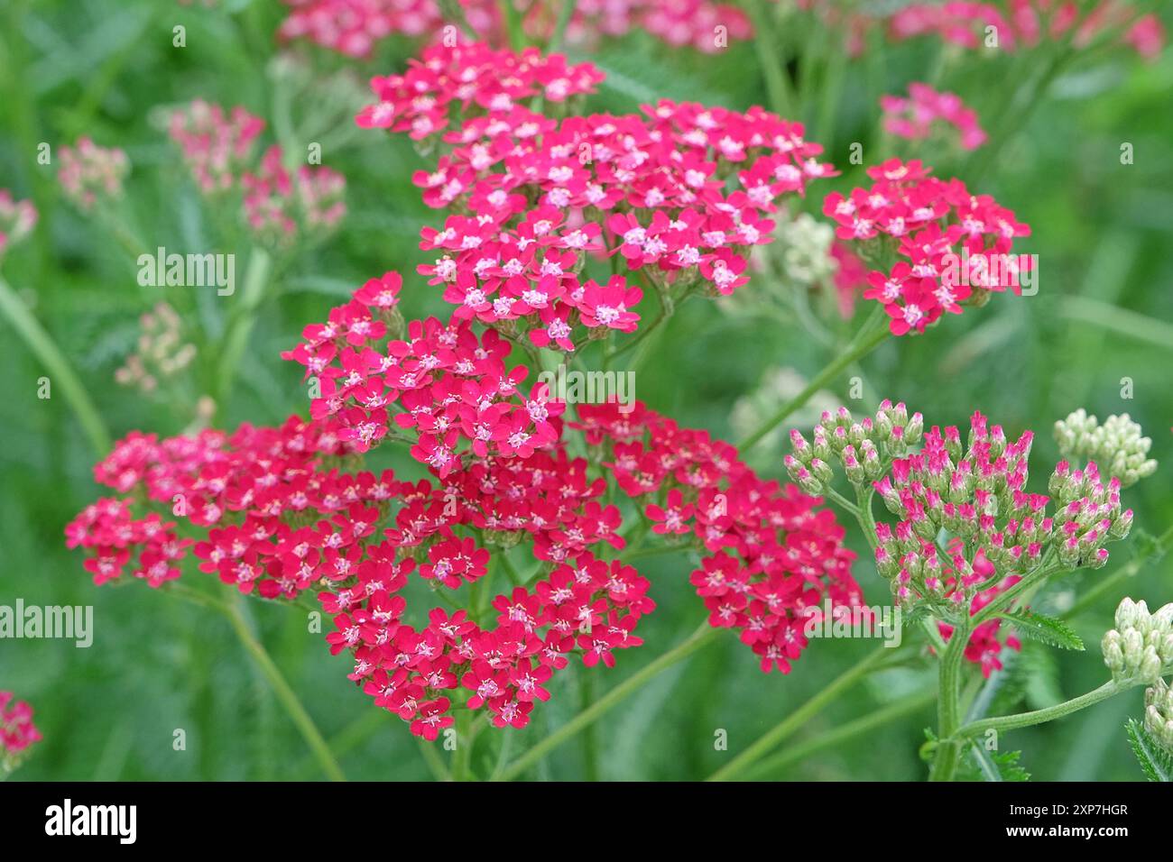 Achillea millefolium, Pink common yarrow ‘Heidi’ in flower Stock Photo ...