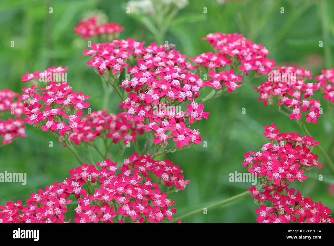 Greek yarrow hi-res stock photography and images - Alamy
