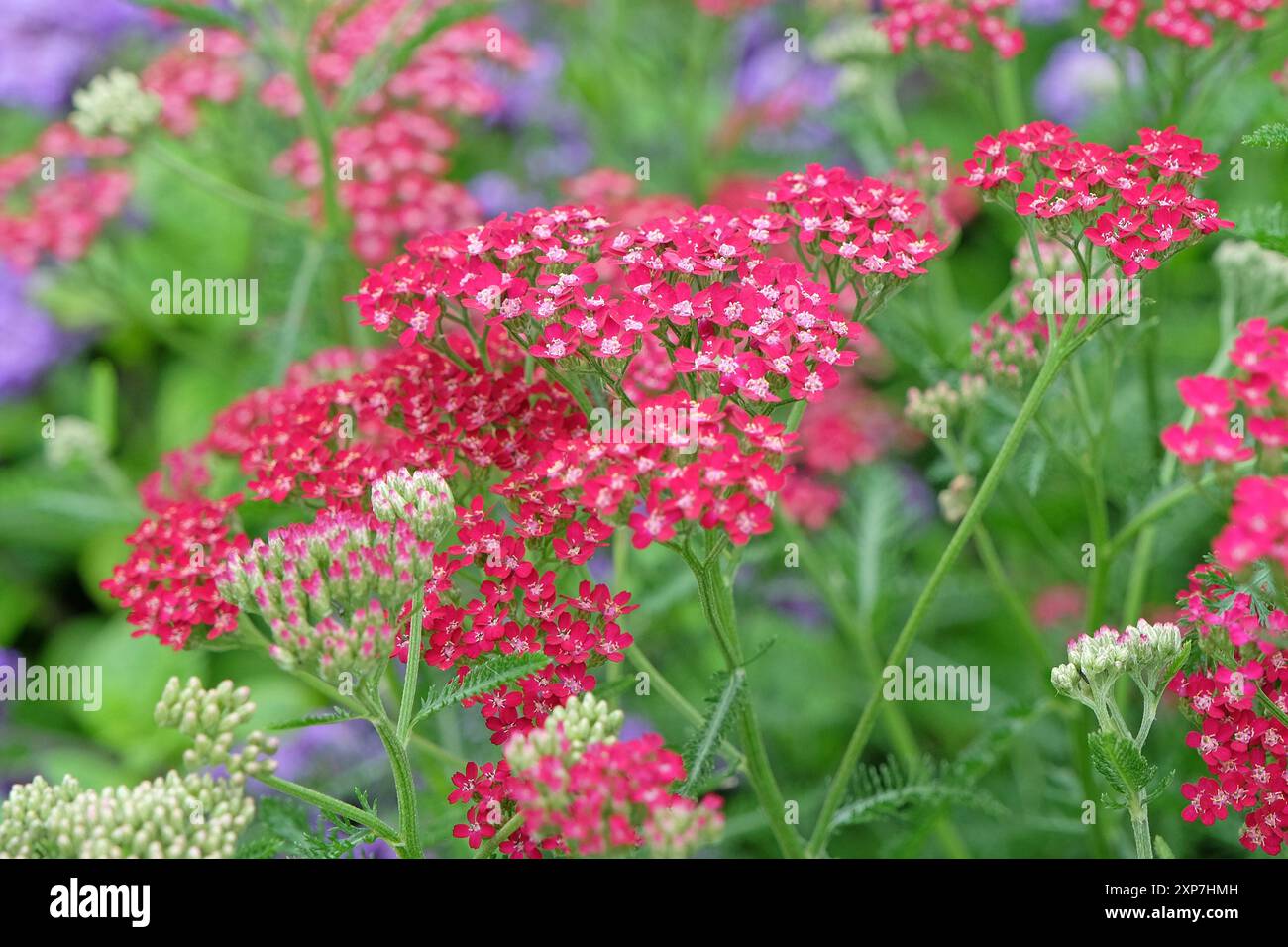 Greek yarrow hi-res stock photography and images - Alamy