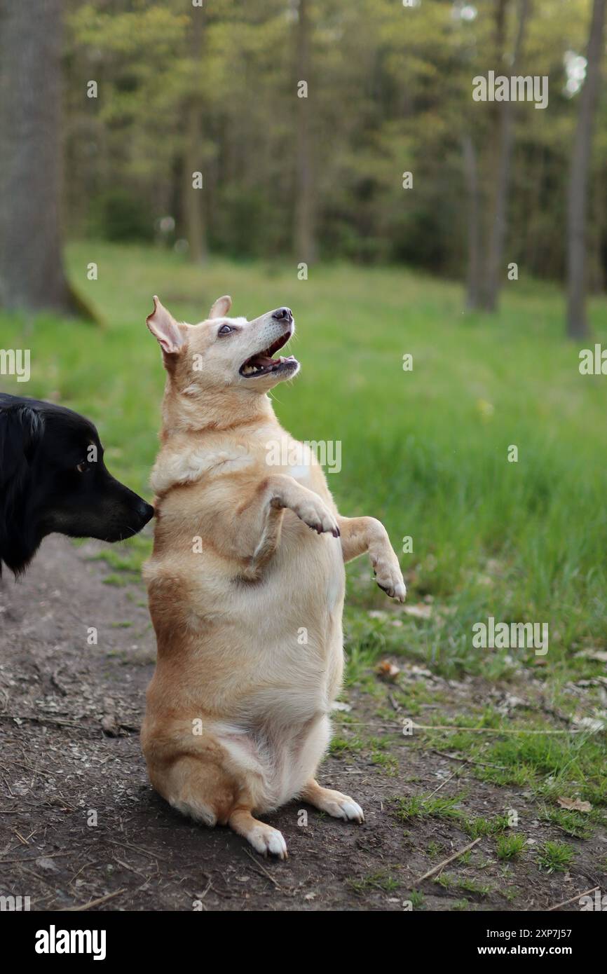 A light brown dog doing trick - sit pretty and black dog sniffing her ...