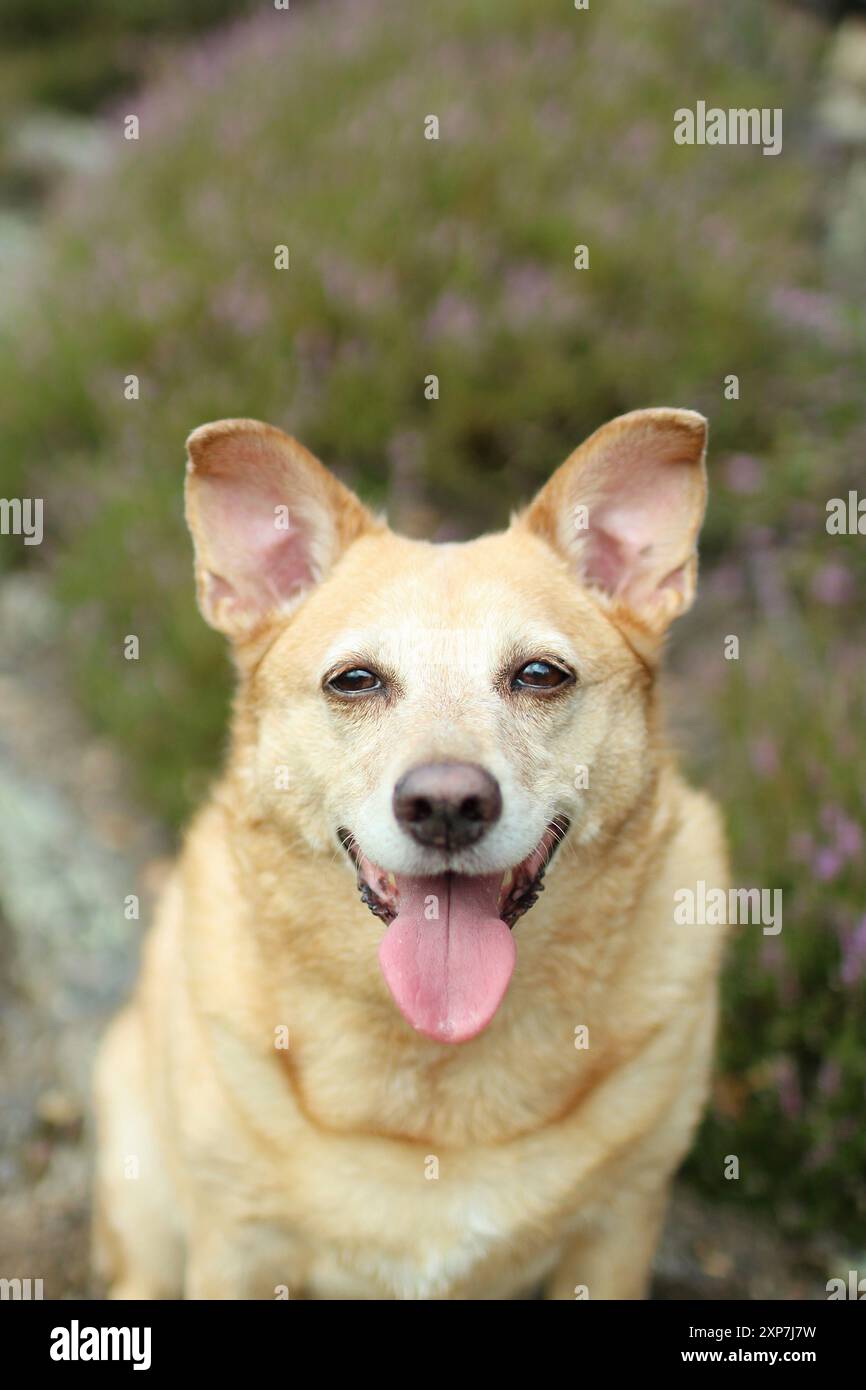 Head portrait of light brown dog with flowers background Stock Photo ...