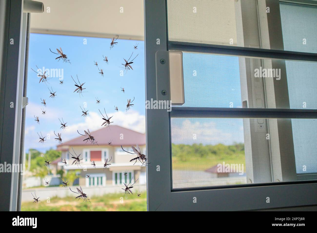 Many mosquitoes flying in to the house while insect net was opened ...