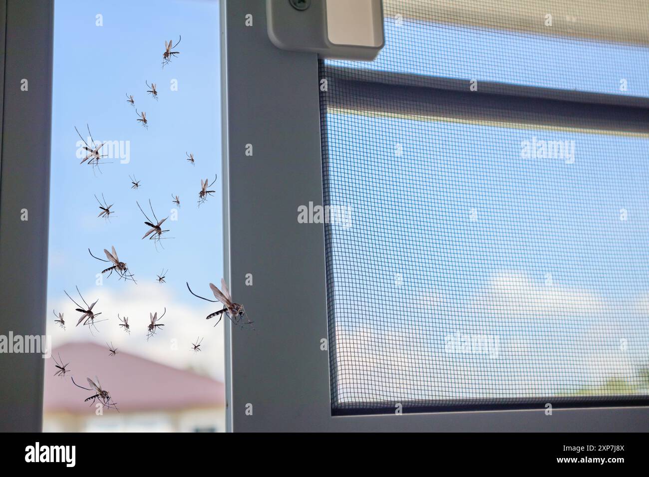 Many mosquitoes flying in to the house while insect net was opened ...