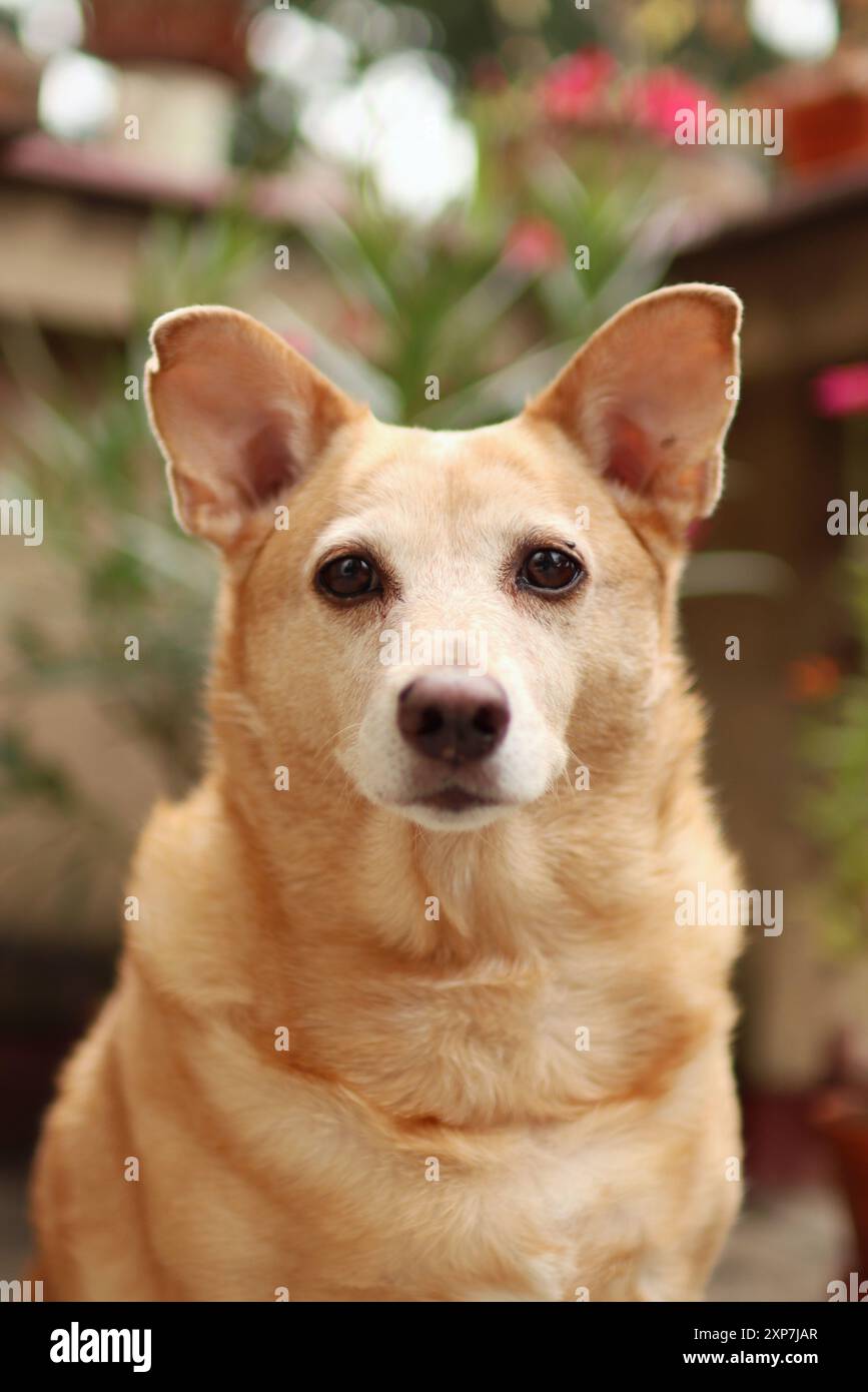 Head portrait of light brown dog with flowers background Stock Photo ...