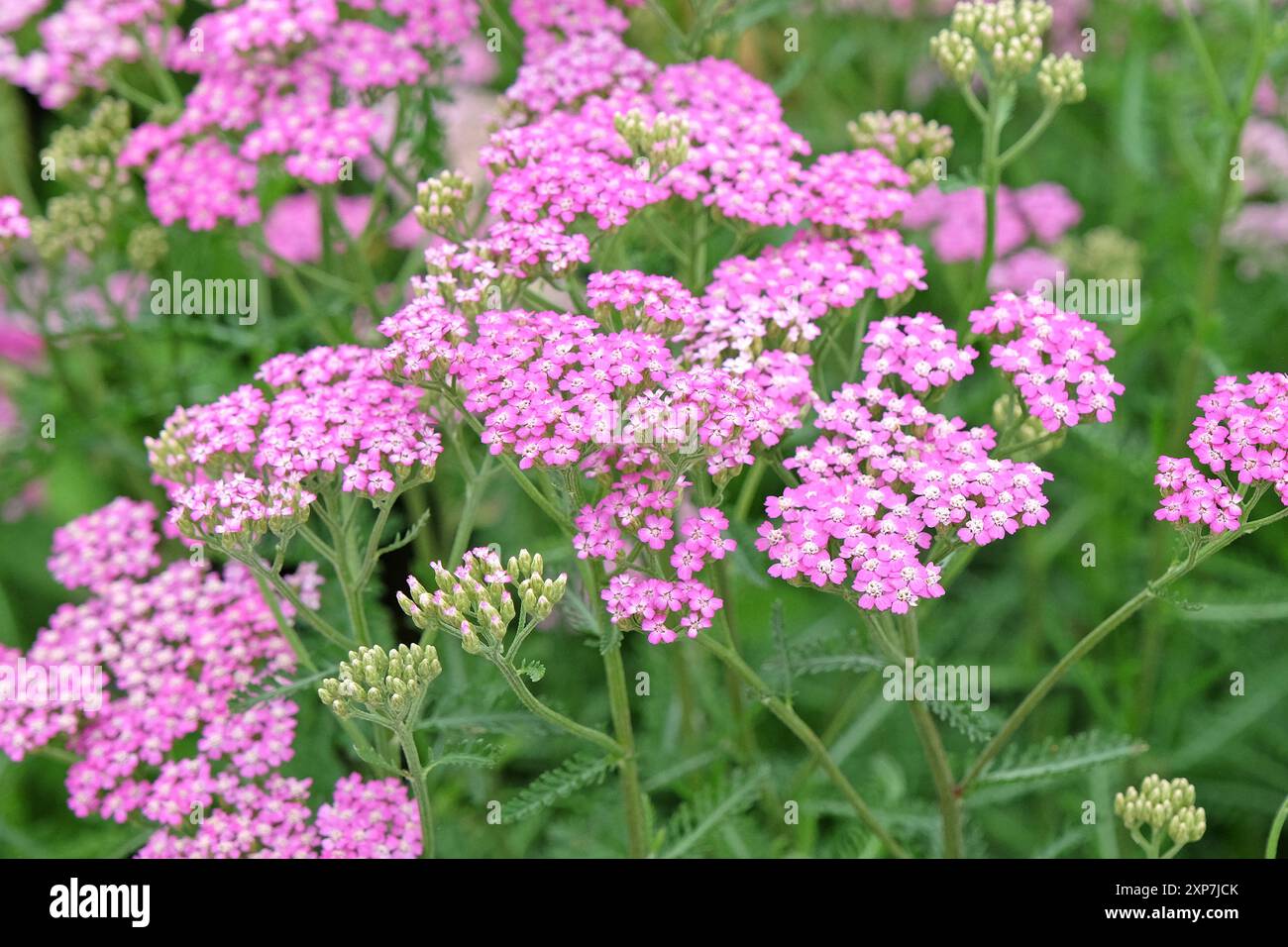 Achillea millefolium, Pink common yarrow ‘Cerise Queen’ in flower Stock ...