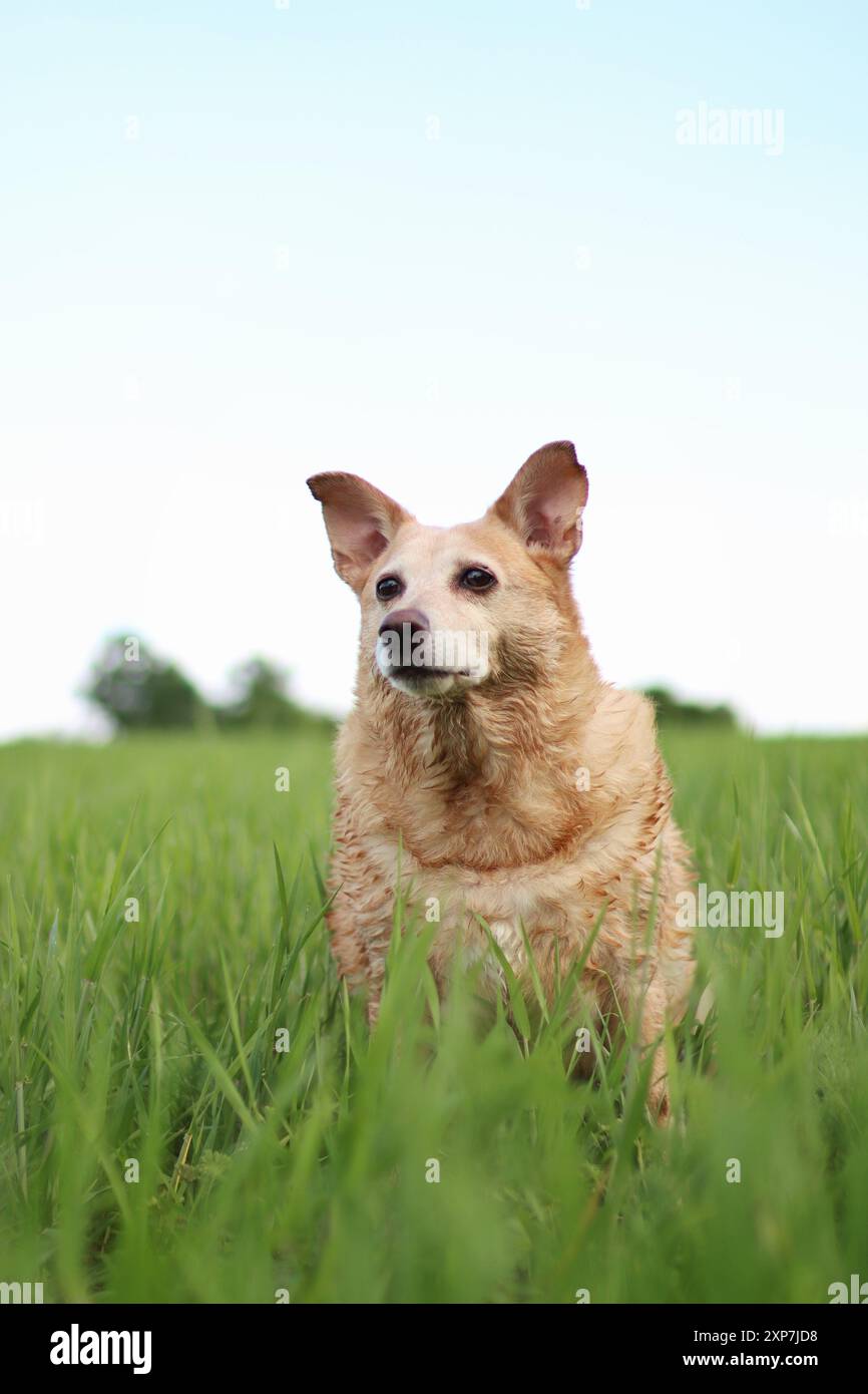 Short haired small brown dog hi-res stock photography and images - Alamy