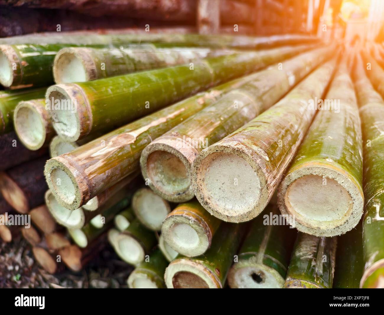 A collection of green bamboo rods piled one on top of another in a ...