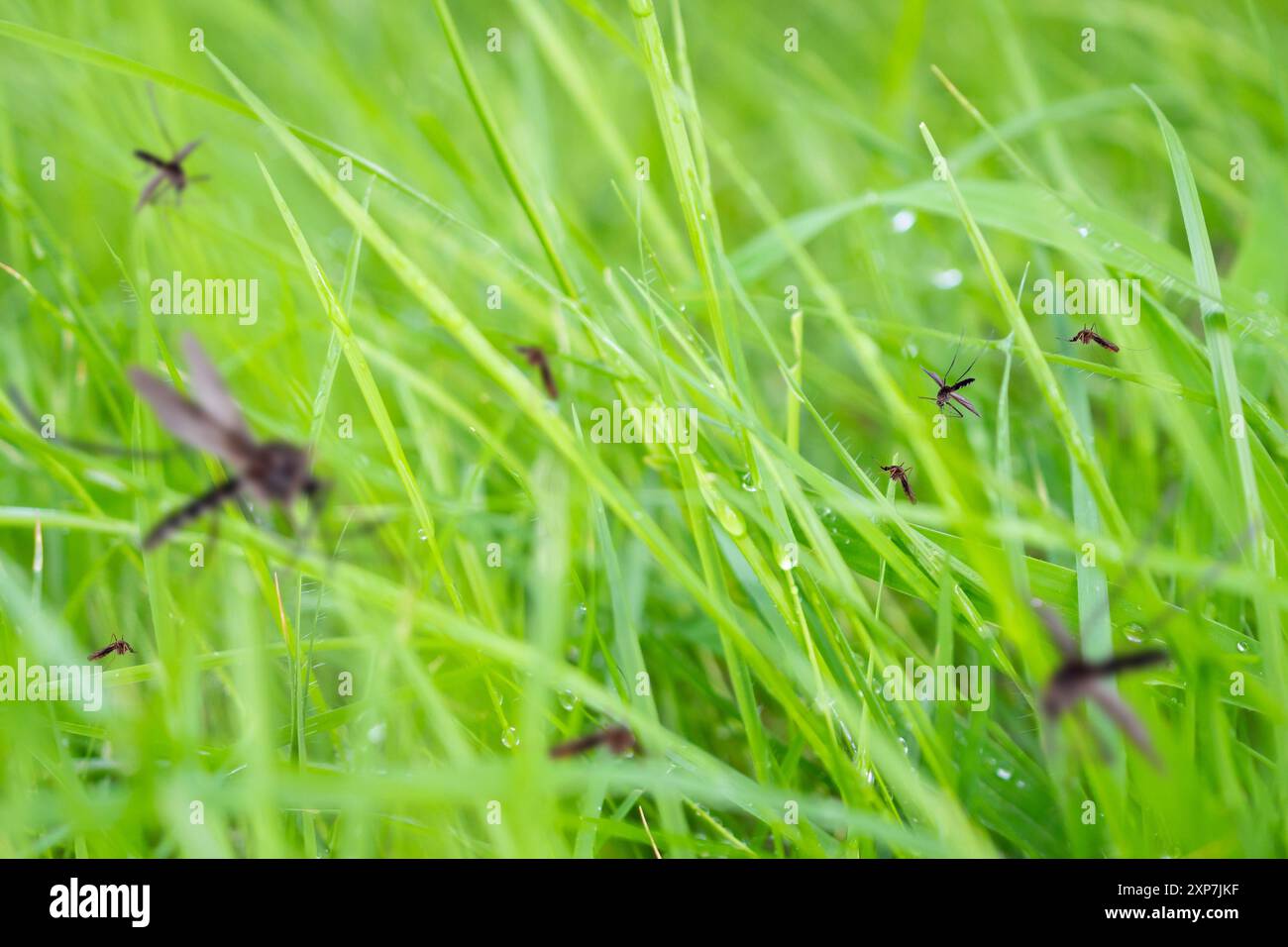 Many mosquitoes in green grass field Stock Photo - Alamy