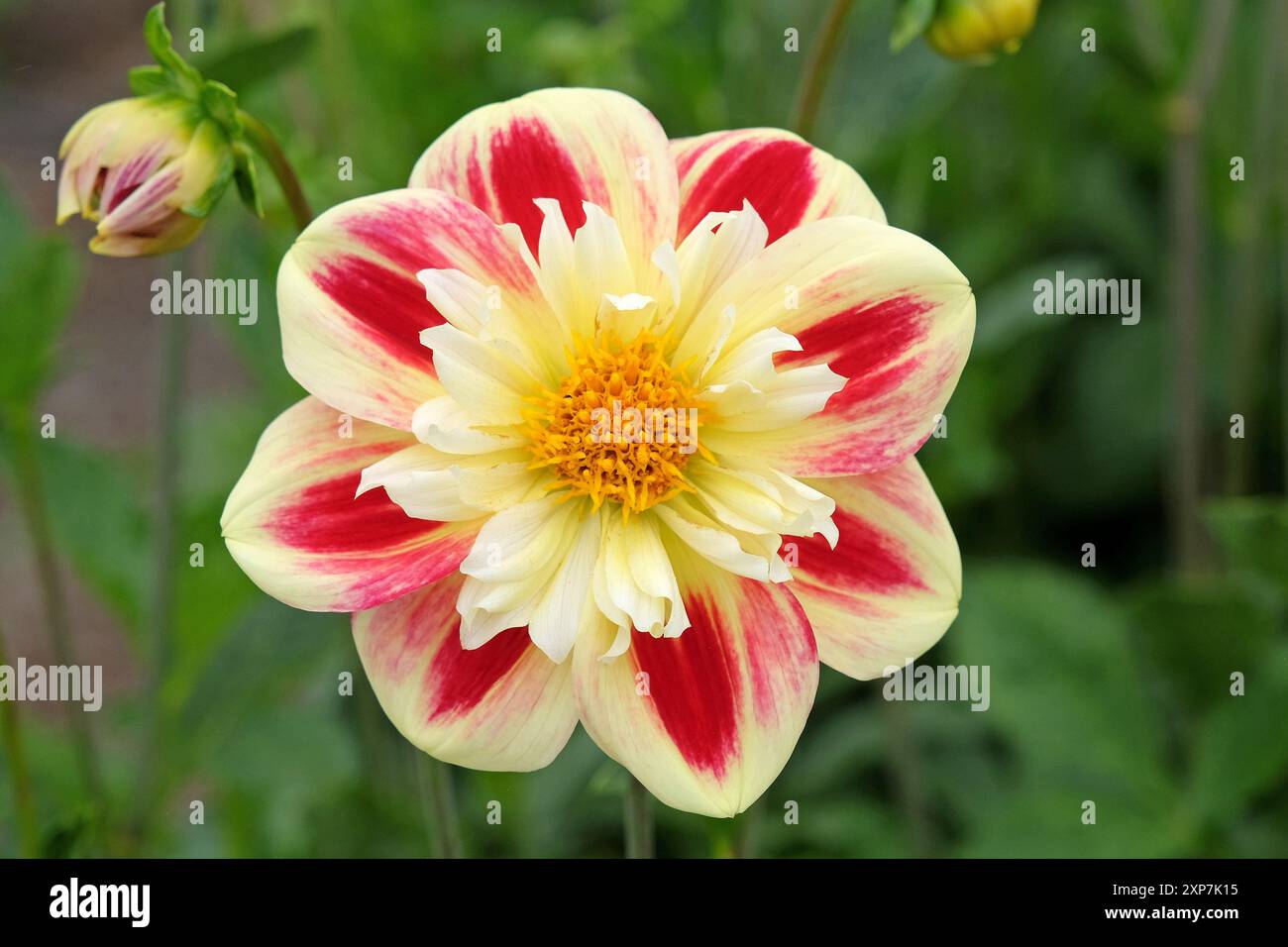 Red and yellow collarette Dahlia ‘Ashpire Fancy’ in flower Stock Photo ...