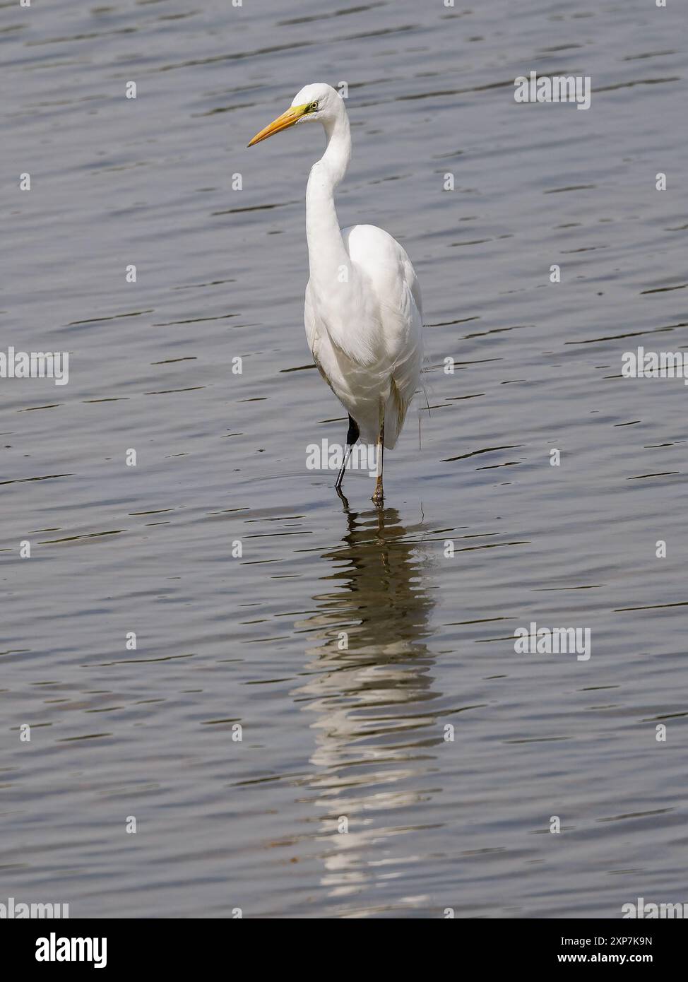 Great White Egret (Ardea alba) standing in a lake, front view Stock ...