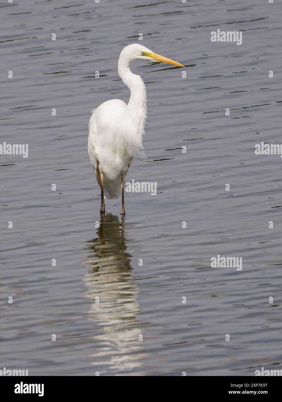 Great White Egret (Ardea alba) standing in a lake, front view Stock ...