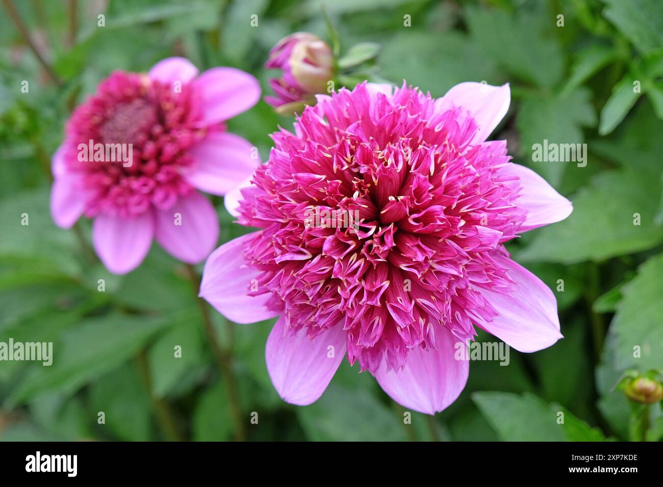 Purple and pink anemone Dahlia ‘Abigail’ in flower Stock Photo - Alamy